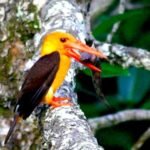 Langkawi Nature and Wildlife Tours - Tour Langkawi Malaysia