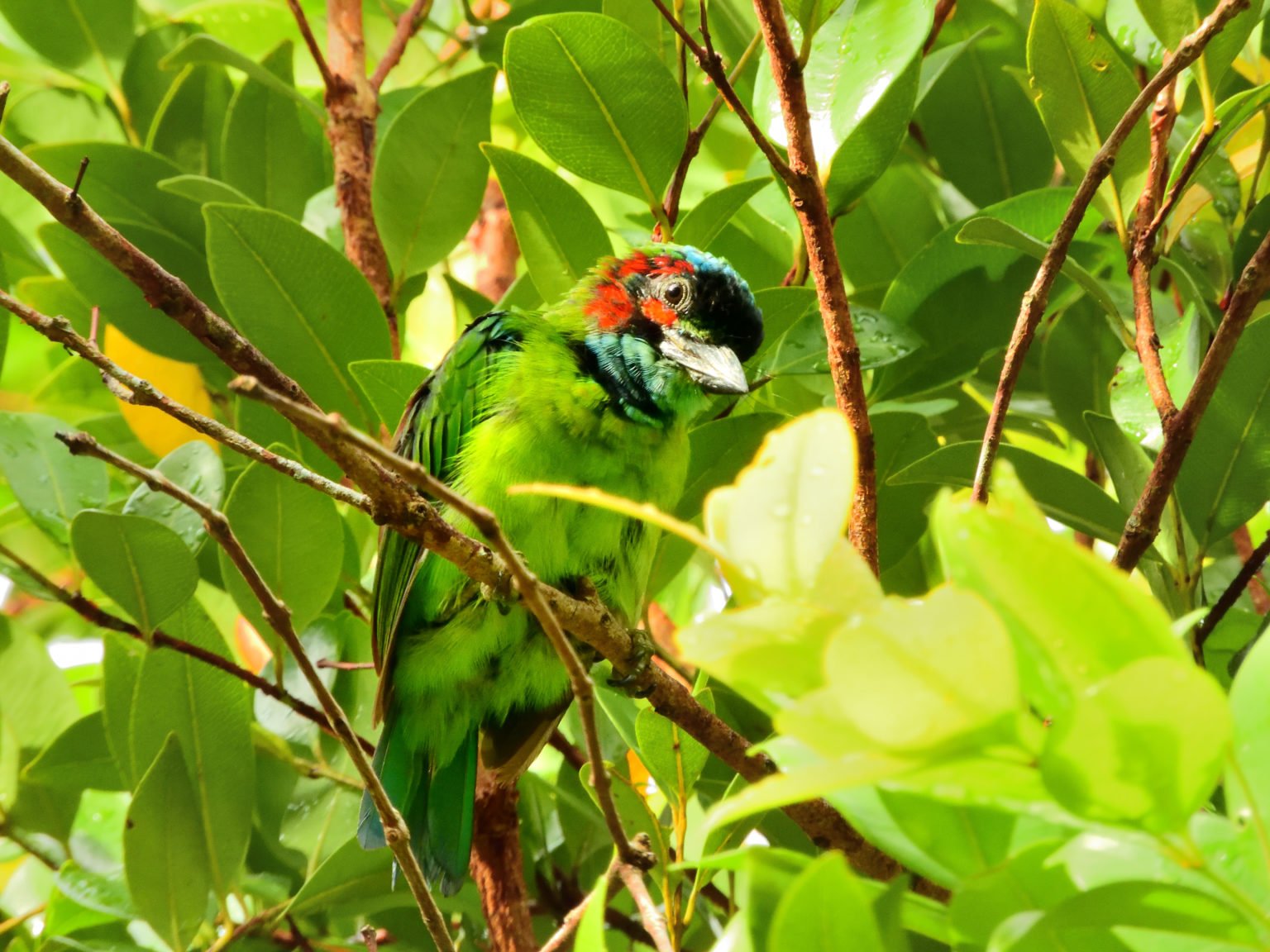 Perlis State Park – junglewalla tours